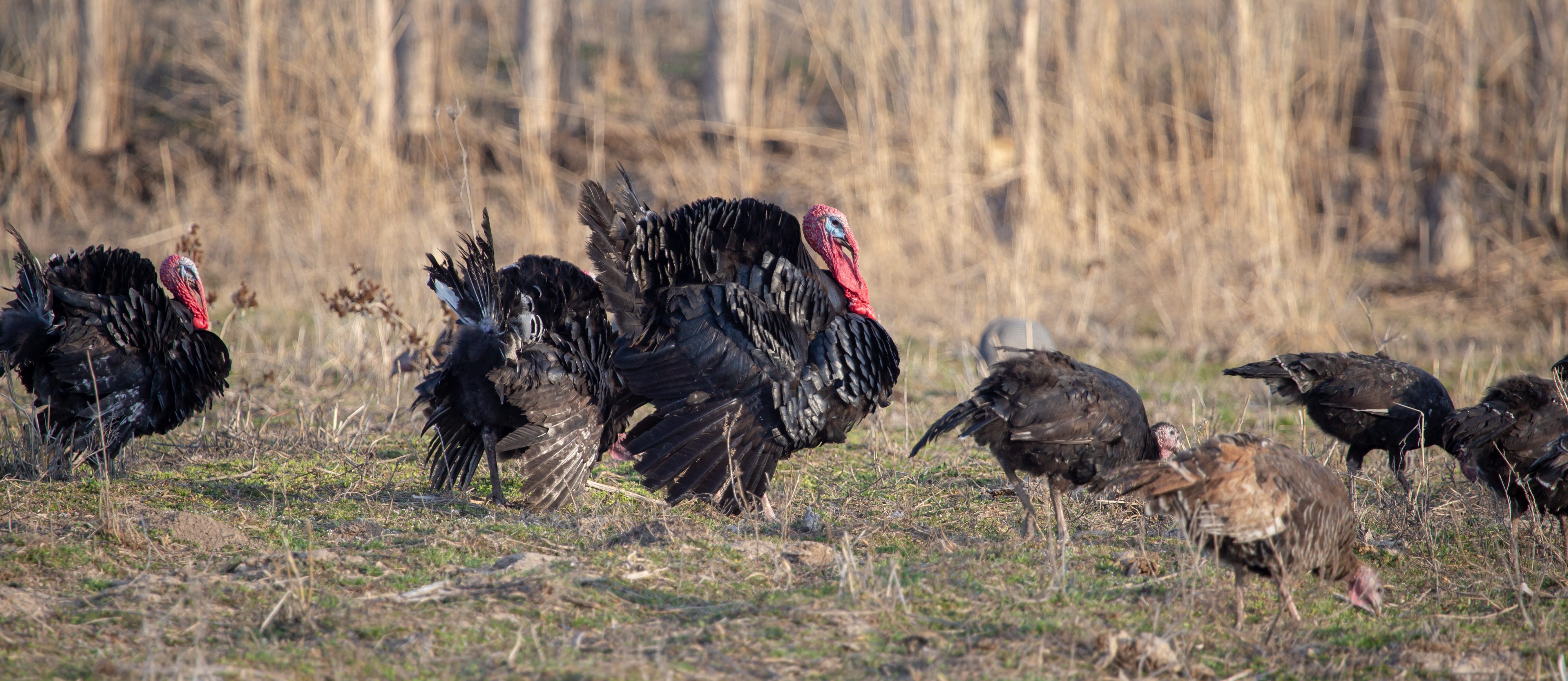 10 Trail Camera Tips for Turkey Hunting